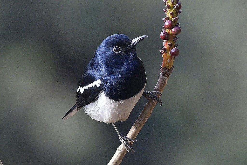 GALLERY | Wild Kumaon Sattal