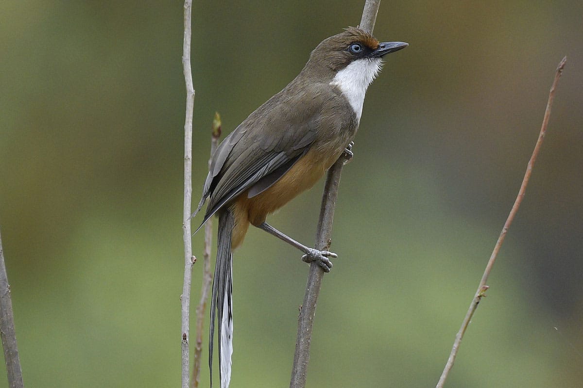 GALLERY | Wild Kumaon Sattal