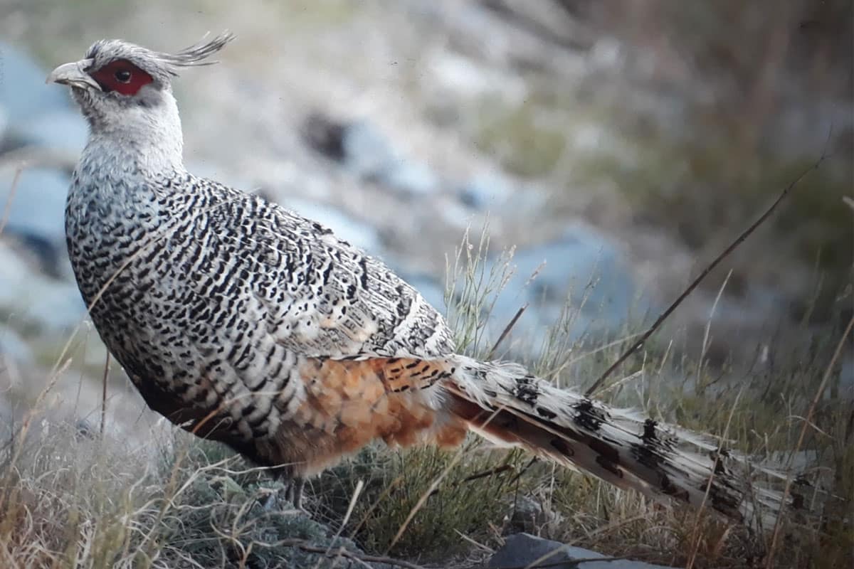 GALLERY | Wild Kumaon Sattal