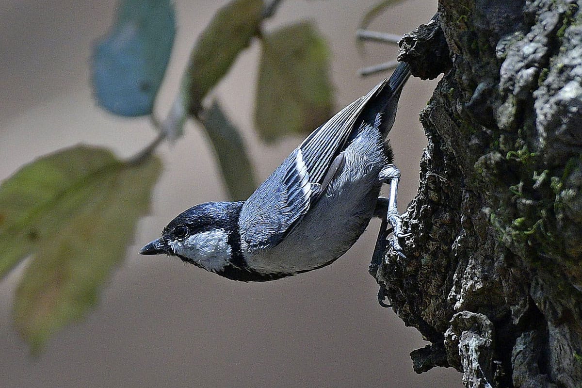 GALLERY | Wild Kumaon Sattal